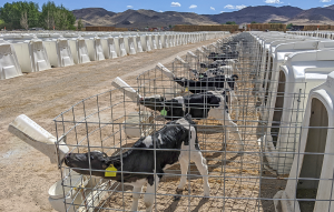 Outdoor Calf Housing - Calf Hutch