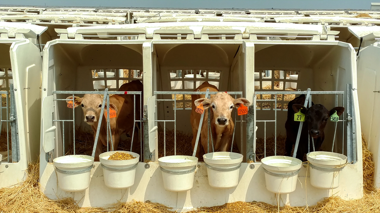 Outdoor Calf Housing: How to Choose the Best Outdoor Hutch for Your ...