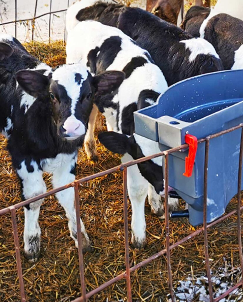 Durable Calf Housing, Outdoor Calf Hutches - Calf Hutch