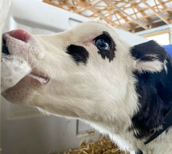 Respiratory Health Products - Calf Hutch
